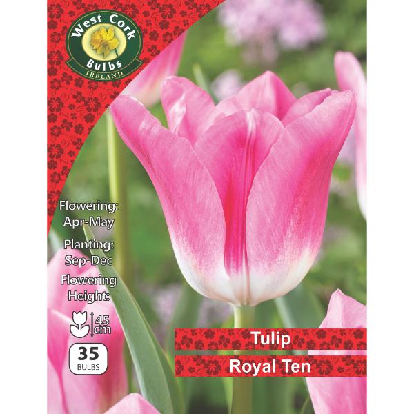 West Cork Bulbs Tulip Triumph 'Royal Ten' 35 Bulbs – Co-Op Superstores